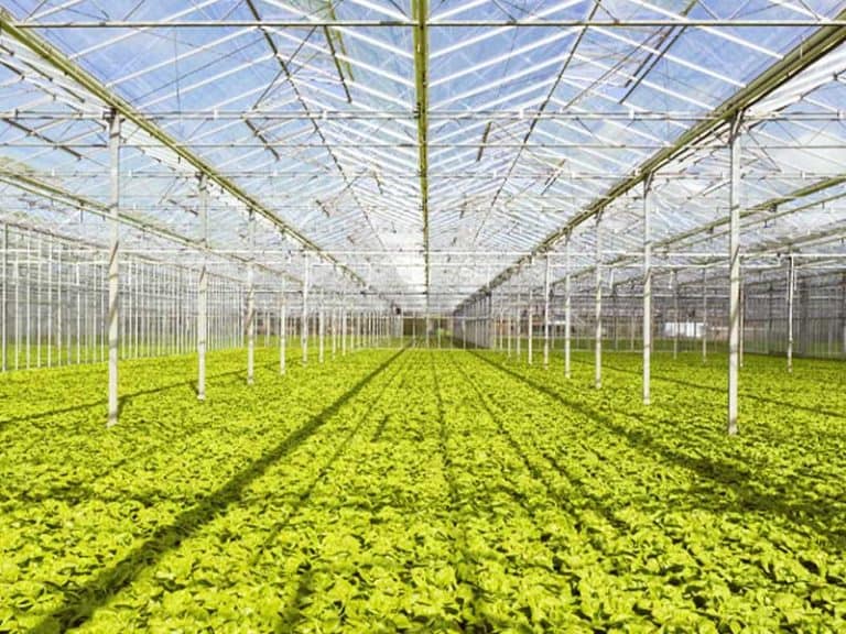 Organic Crops - The Tessman Company